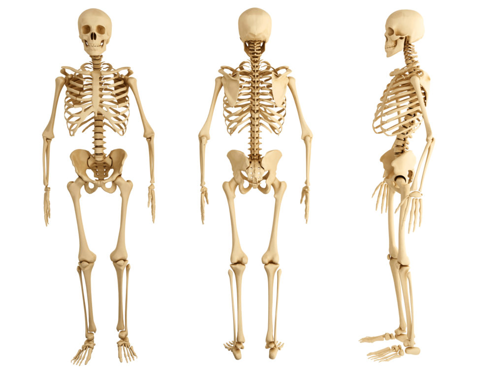Three human skeletons facing in different directions - Farris Marketing